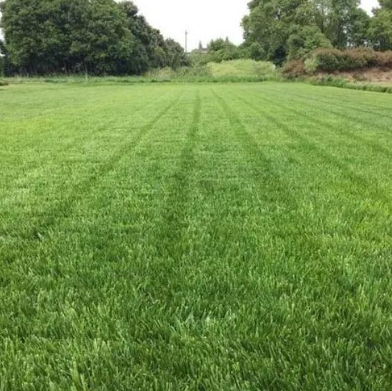 Best spring weed control for lawns - Youge biotech